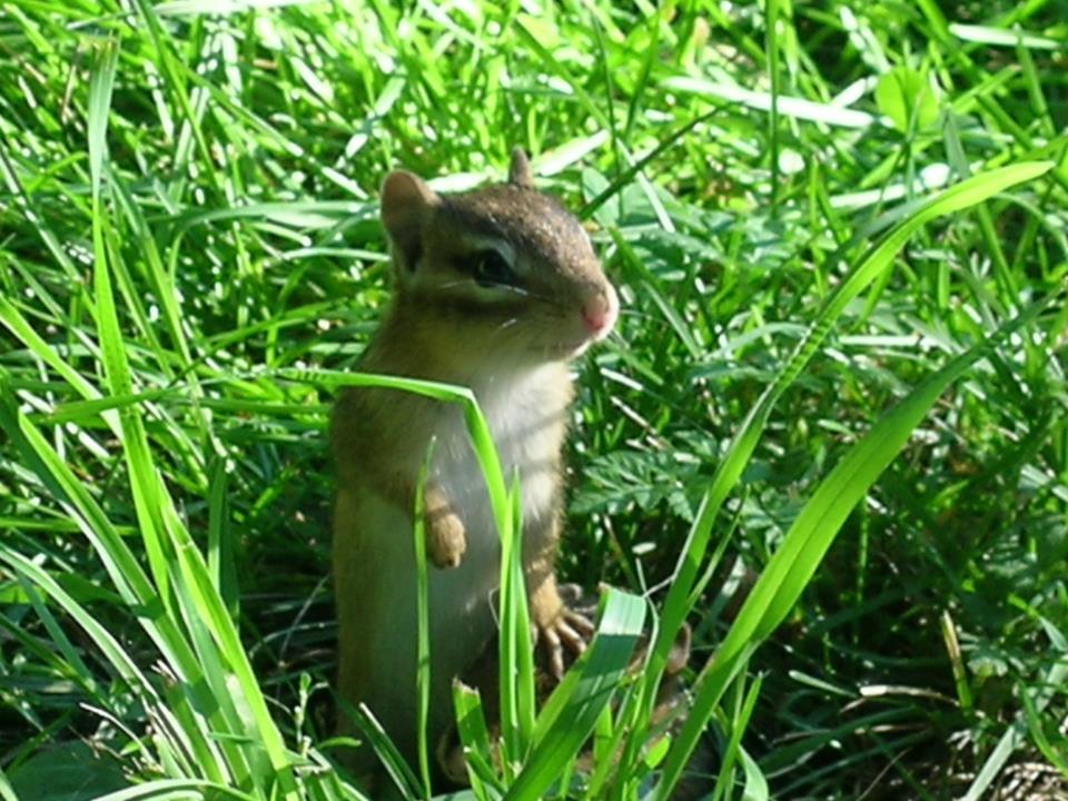 Non-horse Critters – Ketain.com